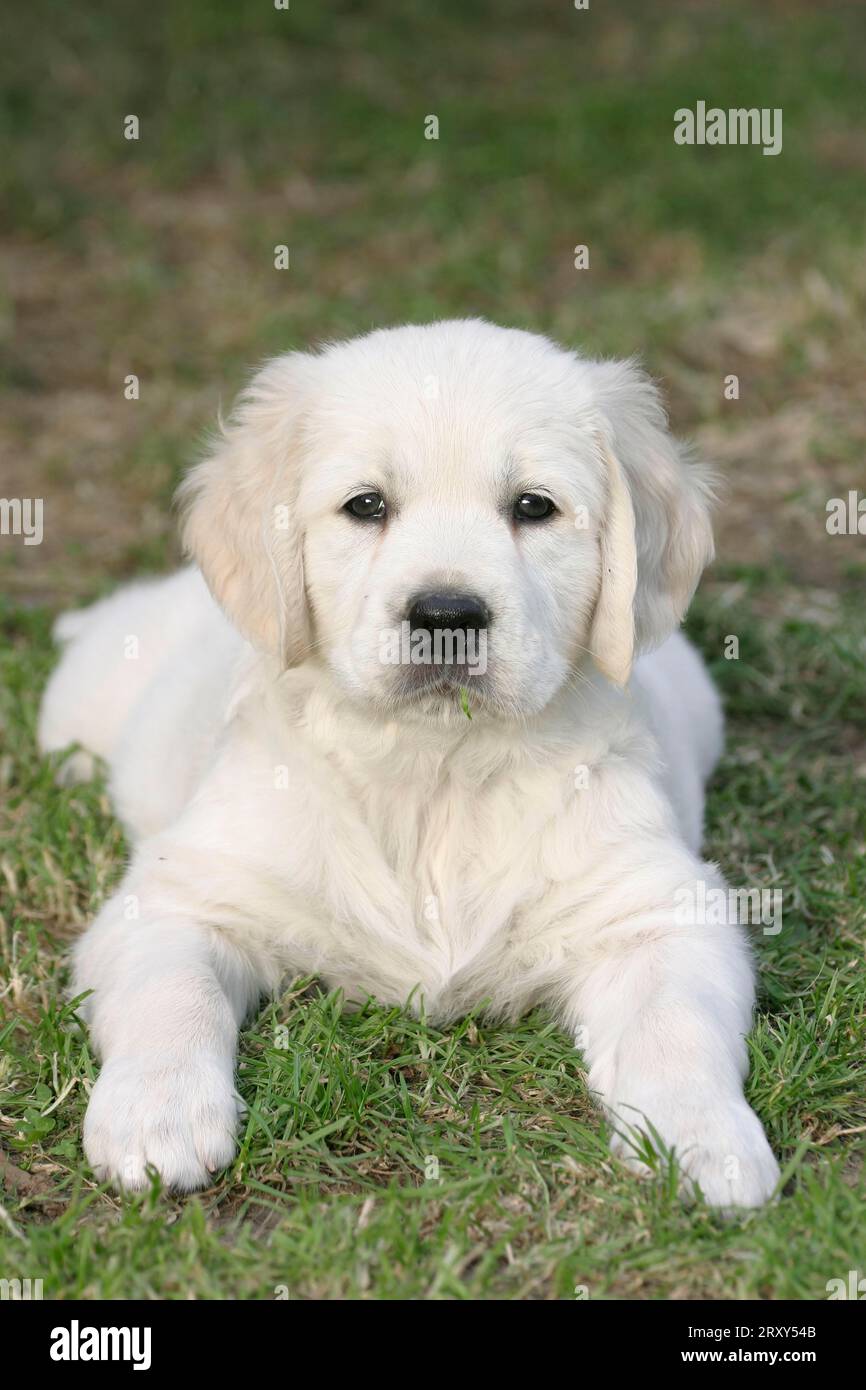 Golden Retriever, puppy, 7 weeks, puppy, 7 weeks, mammals, mammals ...