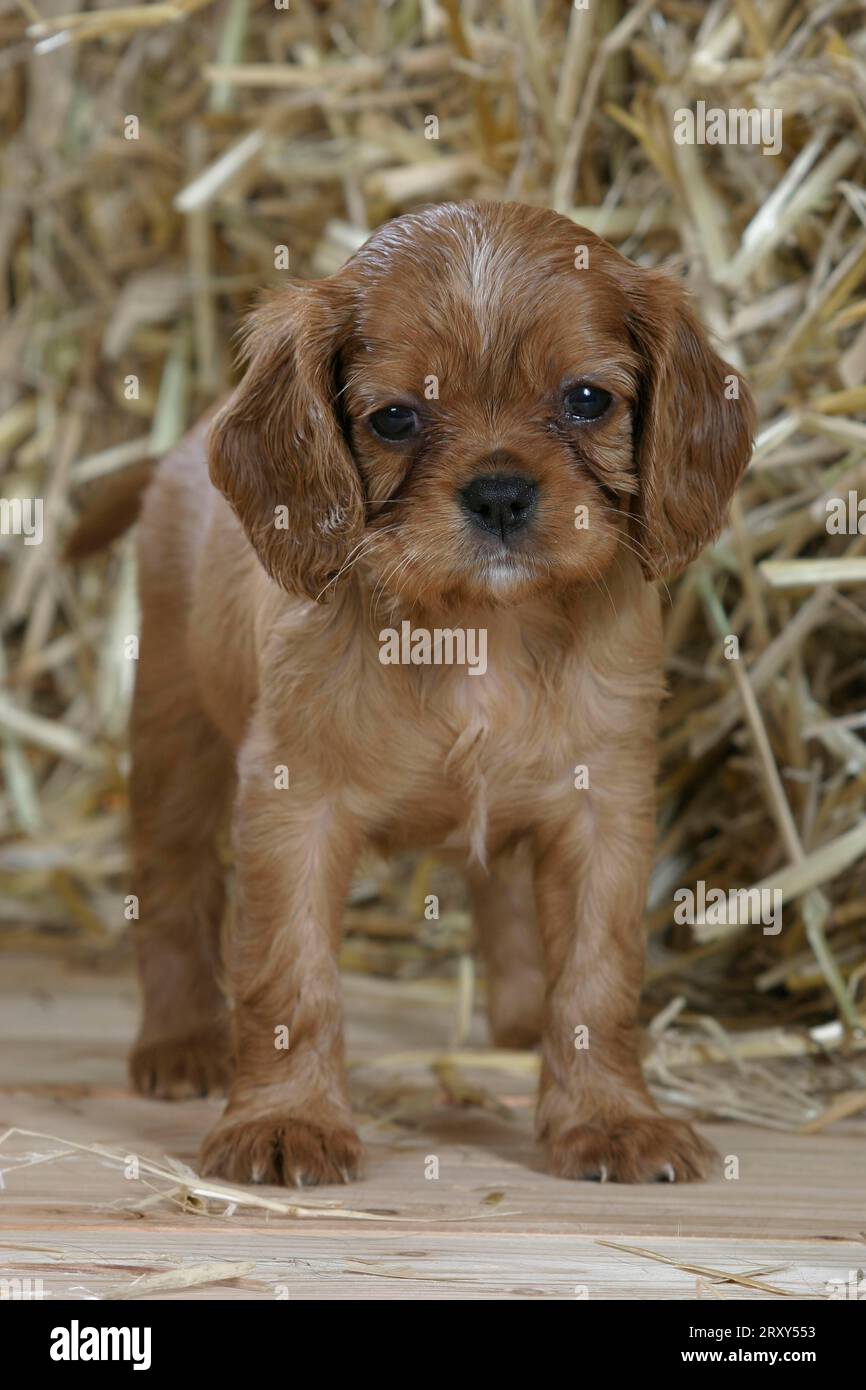 Cavalier King Charles Spaniel, ruby, puppy, 6 weeks, Cavalier King ...