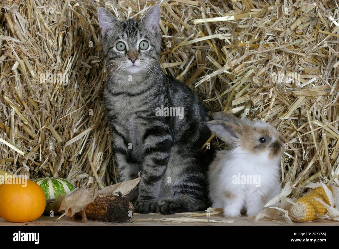Domestic Cat, 5 month, and young Dwarf Rabbit, domestic cat, 5 months ...