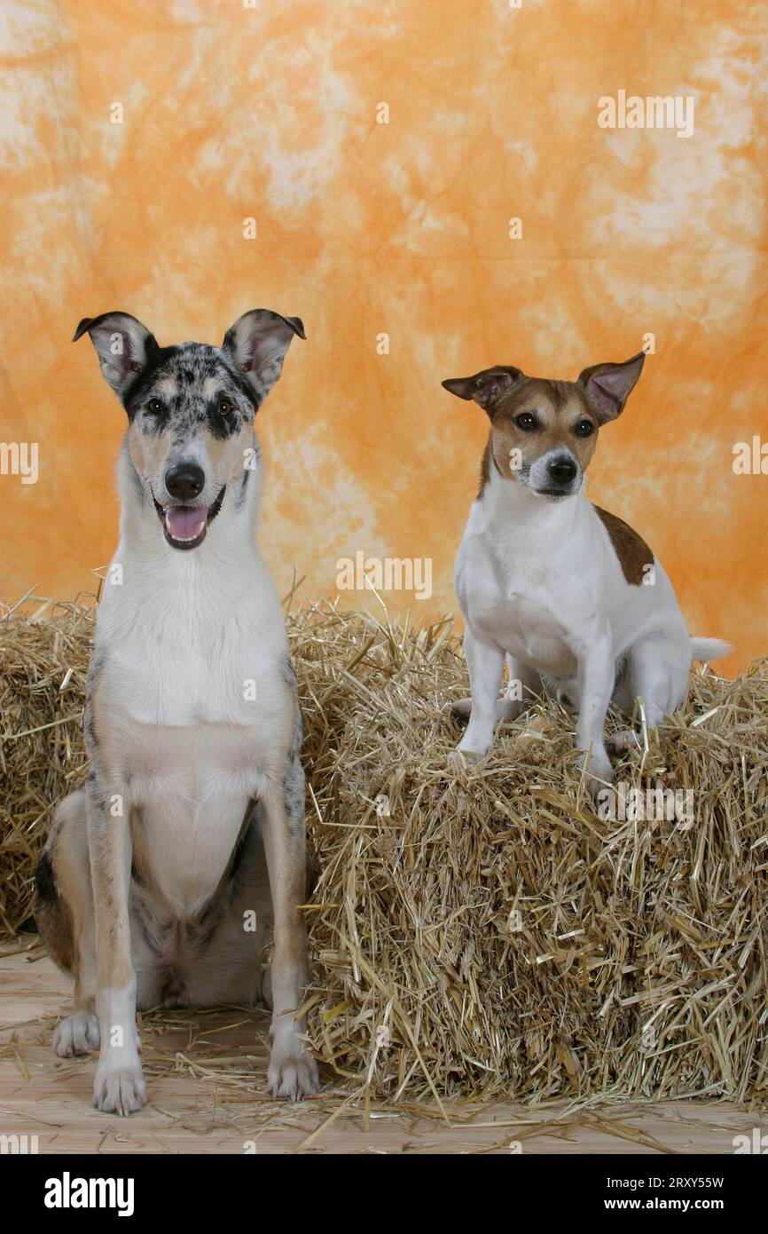 Collie jack russell terrier hi-res stock photography and images - Alamy