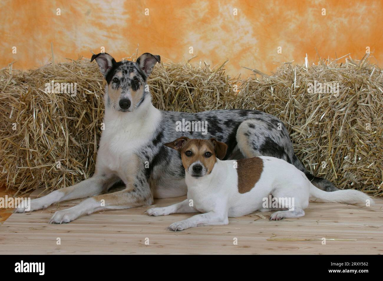Two jack russell terrier in photo studio hi-res stock photography and ...