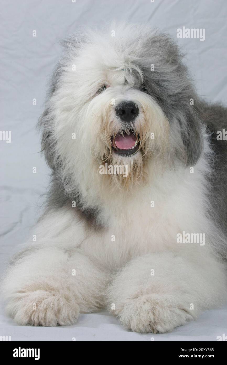 Bobtail, Old English Sheepdog Stock Photo - Alamy