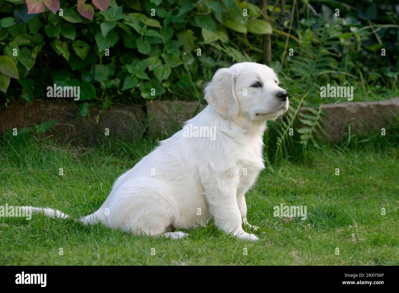 Golden Retriever, puppy, 7 weeks, puppy, 7 weeks, mammals, mammals ...