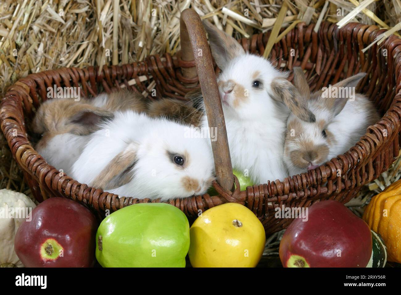 Young Lion-maned Lop-eared Dwarf Rabbits, lion-headed dwarf ram rabbits ...