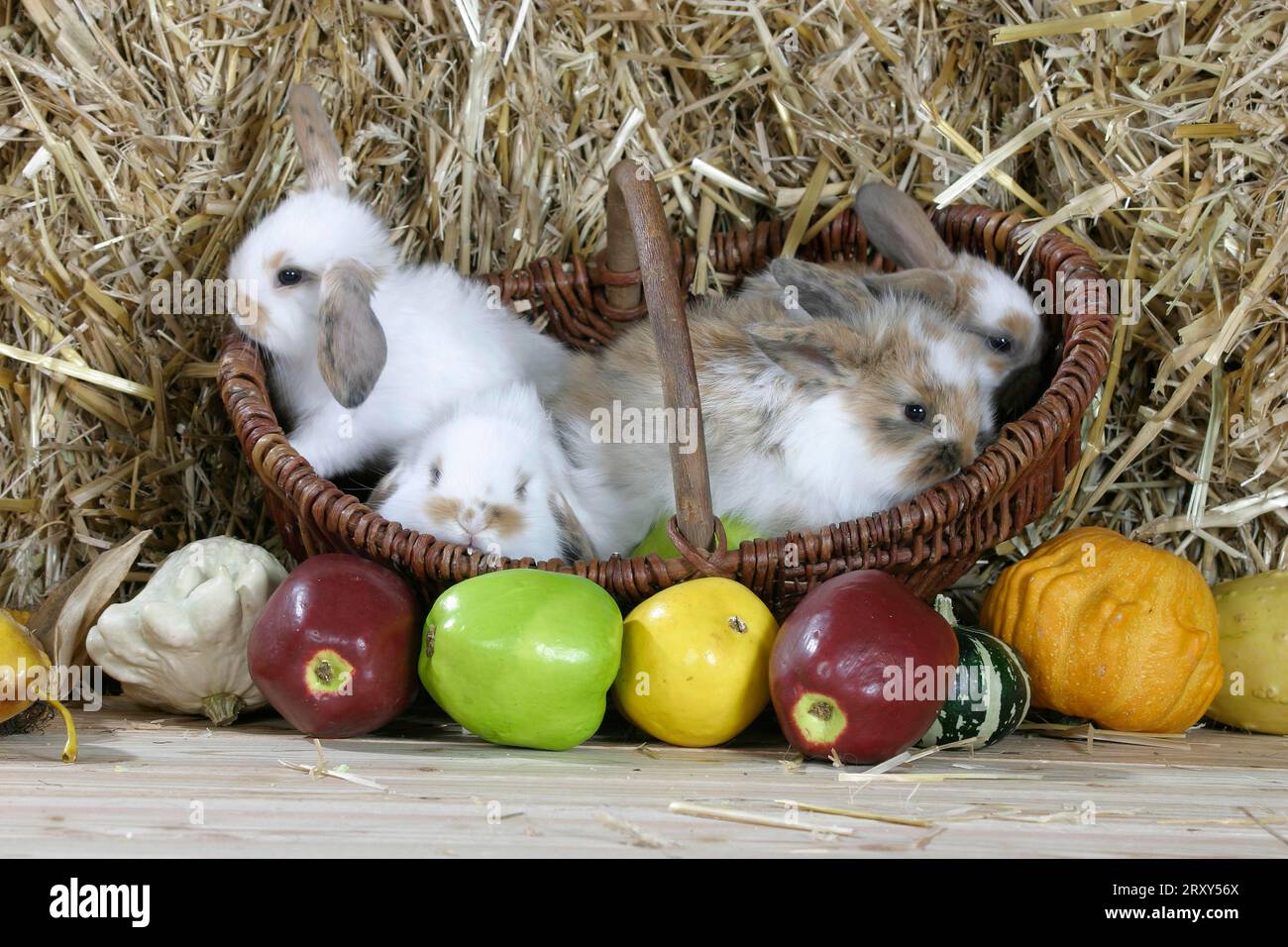 Young Lion-maned Lop-eared Dwarf Rabbits, lion-headed dwarf ram rabbits ...