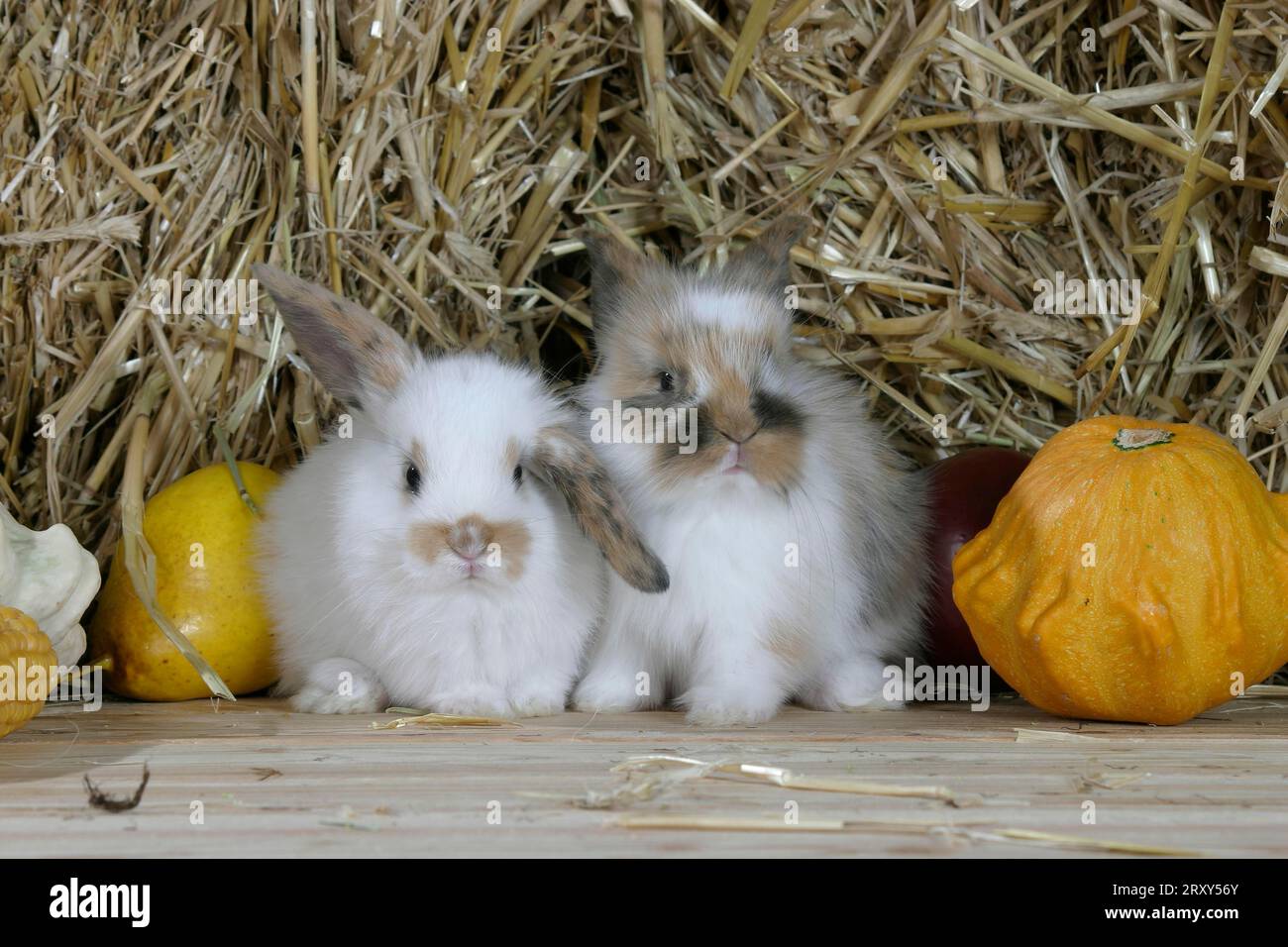 Young Lion-maned Lop-eared Dwarf Rabbits, lion-headed dwarf ram rabbits ...