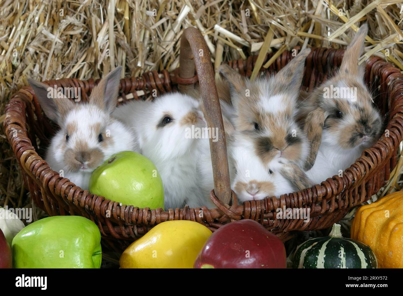Young Lion-maned Lop-eared Dwarf Rabbits, lion-headed dwarf ram rabbits ...