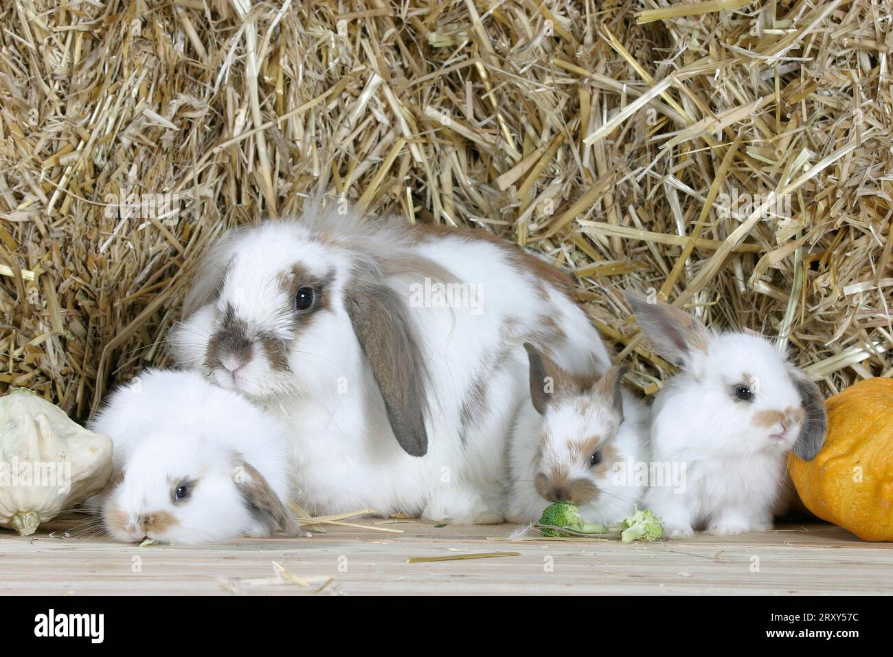 Lion-maned Lop-eared Dwarf Rabbit with youngs, Lion-headed Dwarf Rabbit ...