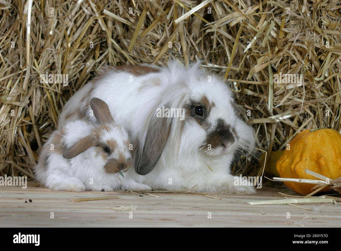 Lion-maned Lop-eared Dwarf Rabbit with young, Lion-headed Dwarf Rabbit ...