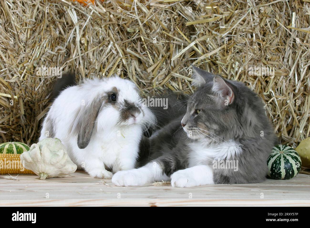 Maine Coon Cat and Lion-maned Lop-eared Dwarf Rabbit, Maine Coon Cat ...