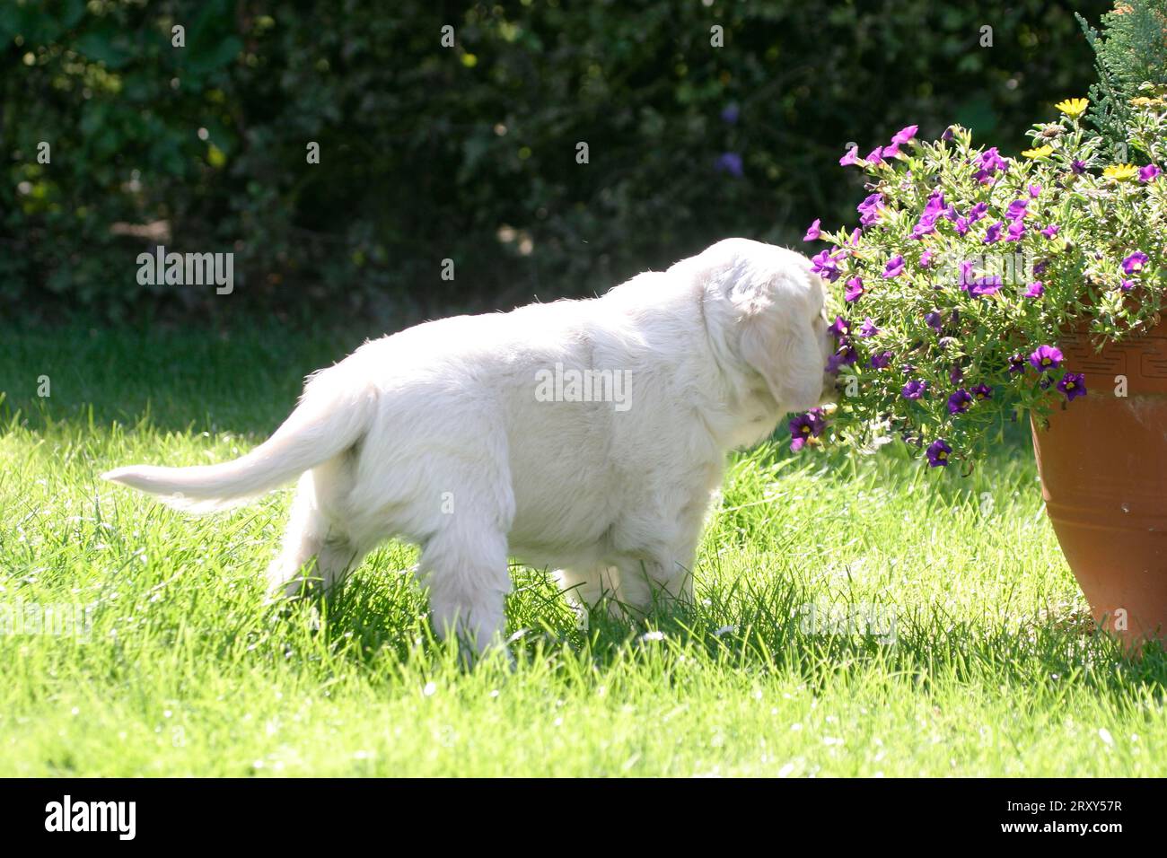 Golden Retriever, puppy, 7 weeks, puppy, 7 weeks, mammals, mammals ...