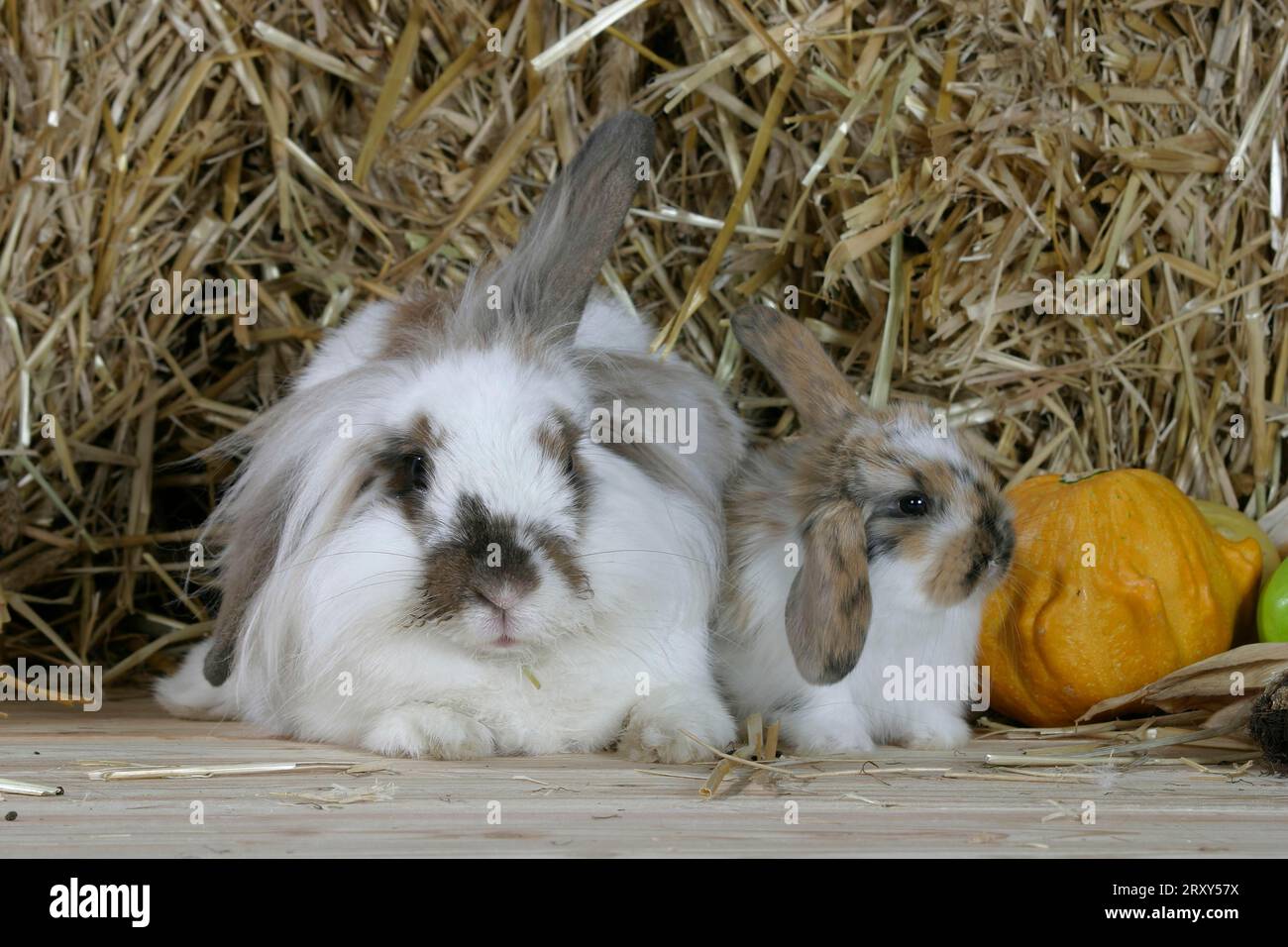 Lion-maned Lop-eared Dwarf Rabbit with young, Lion-headed Dwarf Rabbit ...