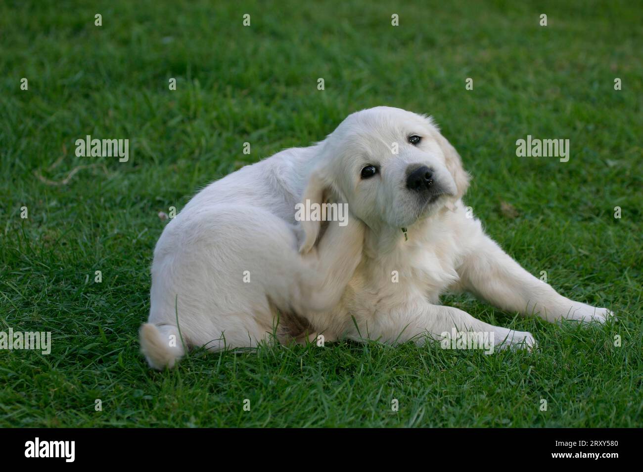 Golden Retriever, puppy, 7 weeks Stock Photo - Alamy