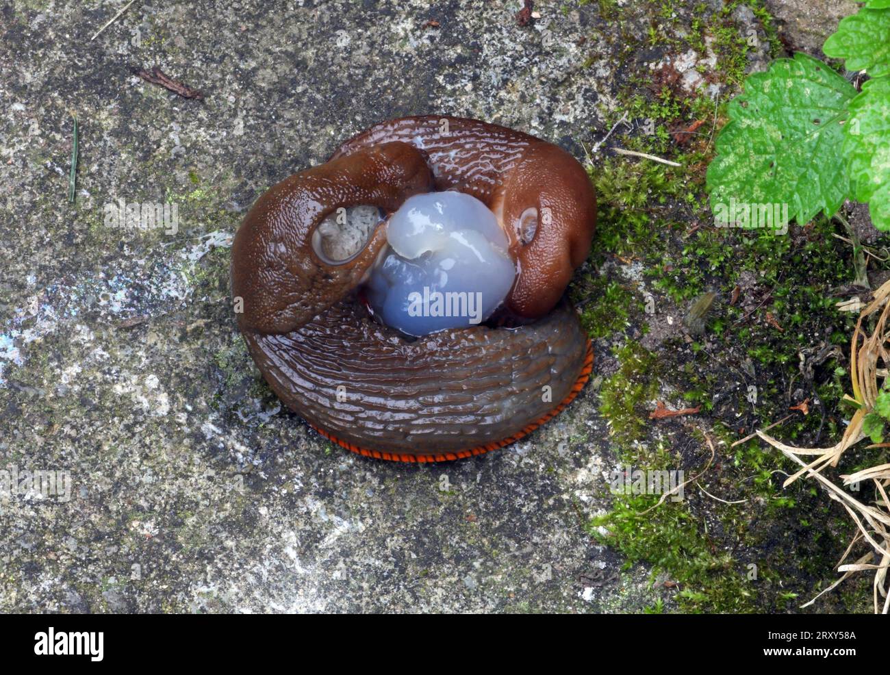 Red Slug (Arion ater rufus) pair mating Eccles-on-Sea, Norfolk, UK ...