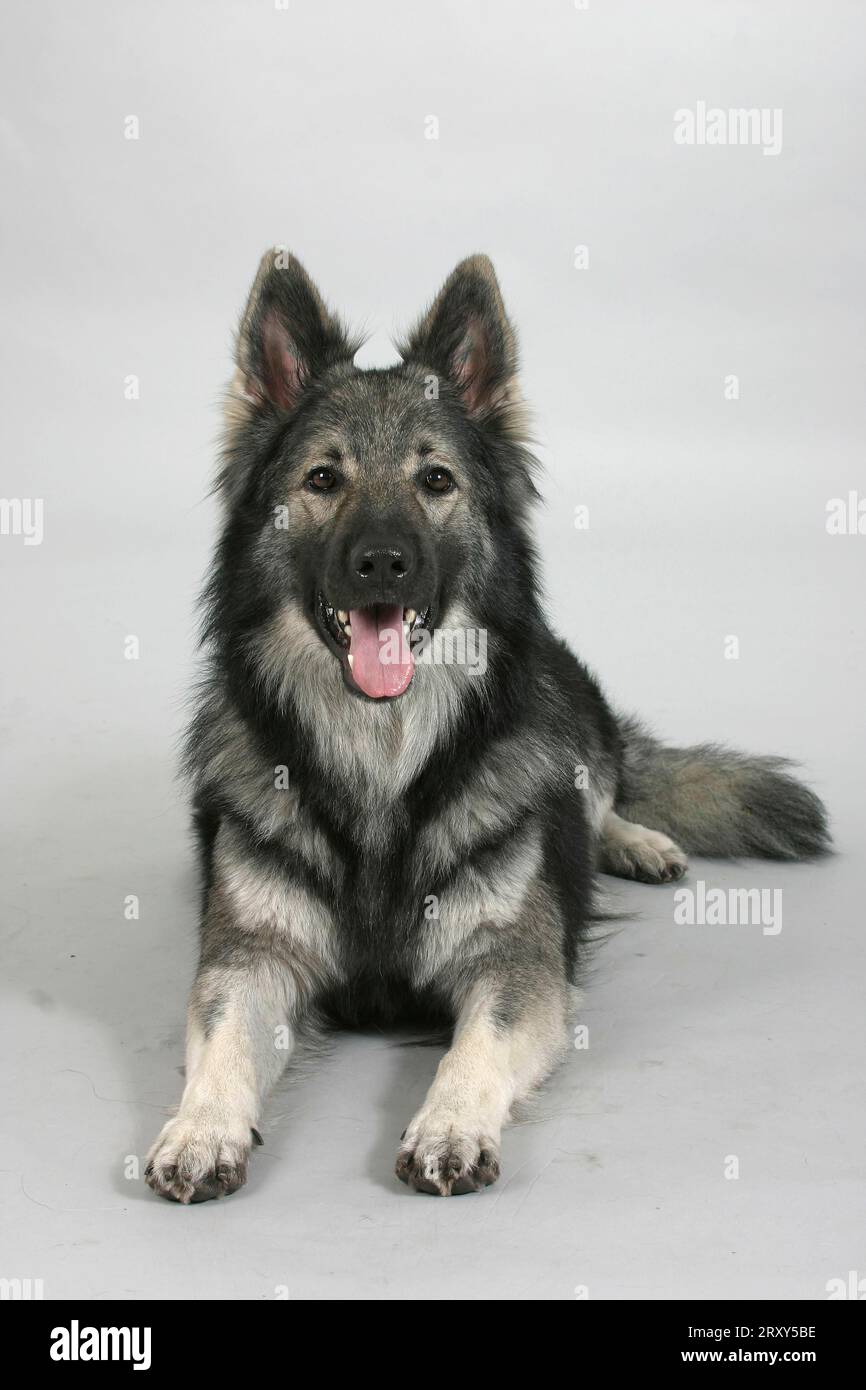 German Shepherd, Old German Shepherd, inside, studio Stock Photo - Alamy