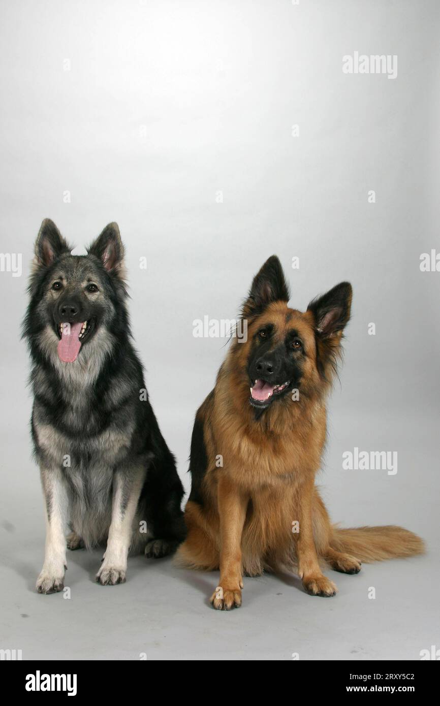 German Shepherds, pair, German Shepherds, couple, Old German Shepherd ...