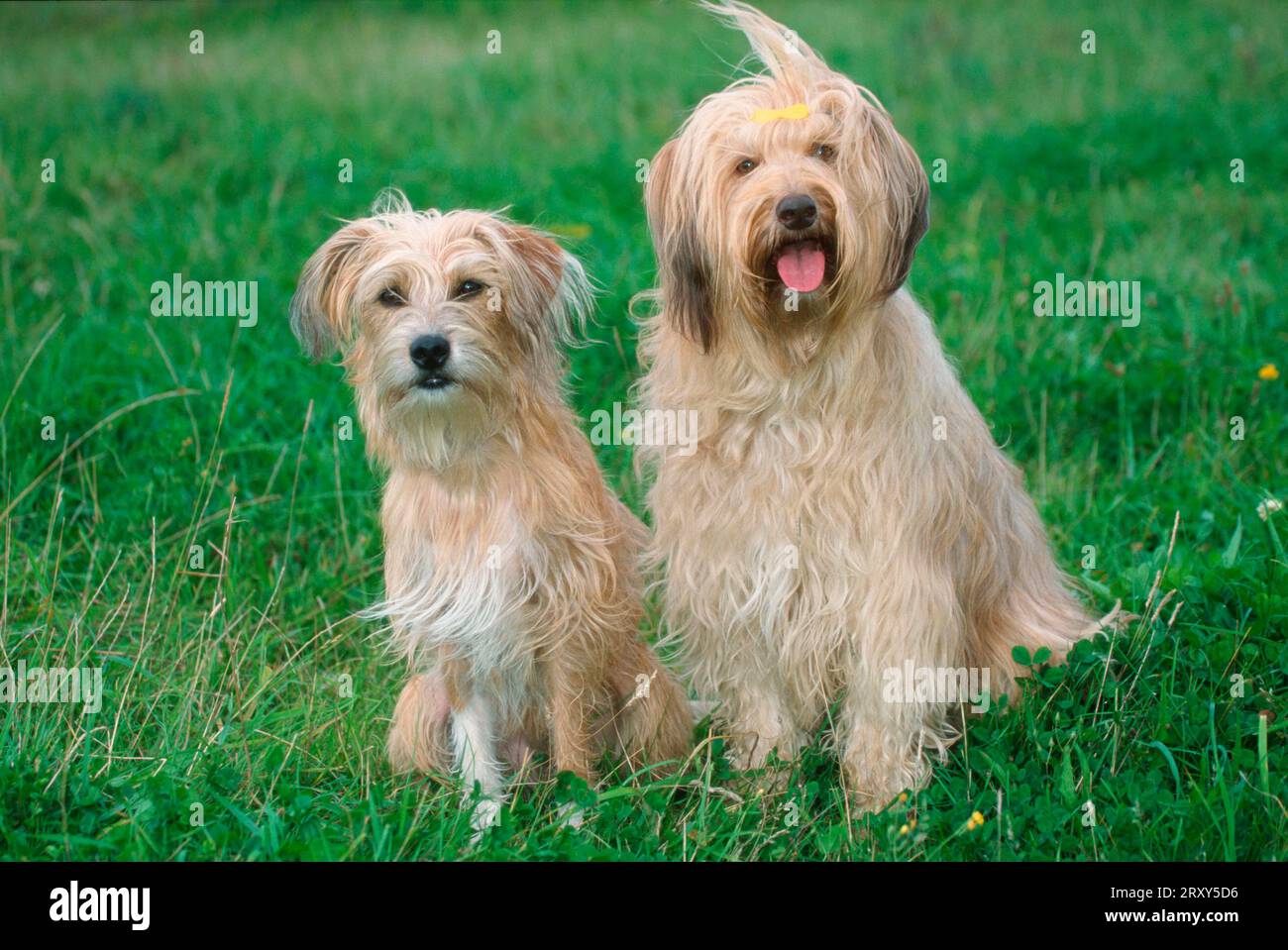 Mixed Breed Dogs, outside, outdoor portfolio domestic animals Stock ...
