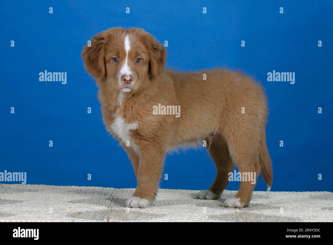 Nova Scotia Duck Tolling Retriever, puppy, 9 weeks, Duck Toller Stock ...