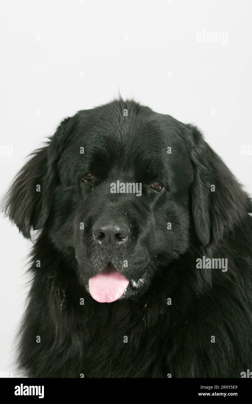 Newfoundland dog, black Stock Photo - Alamy