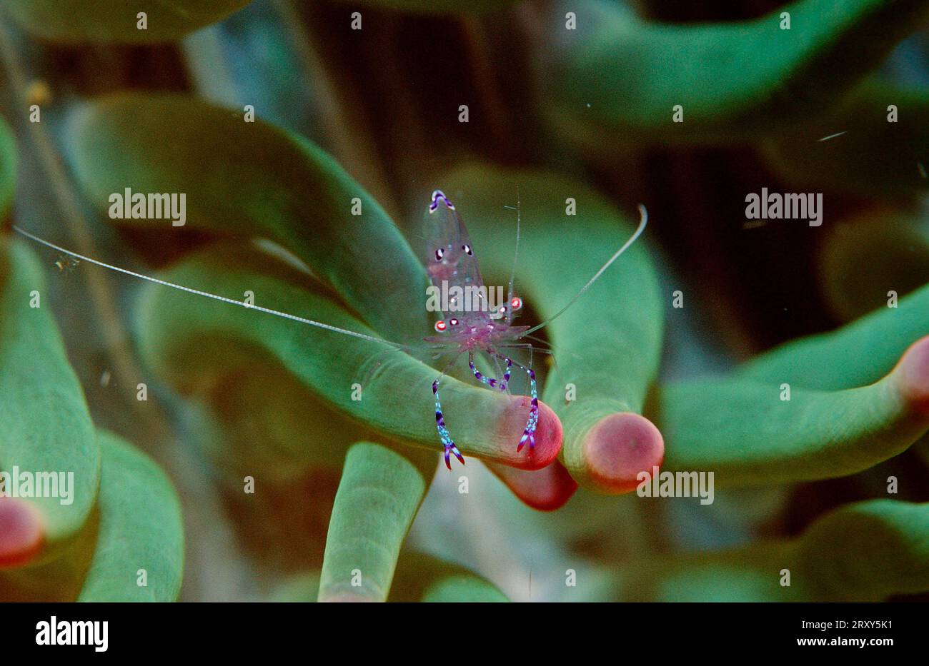 Australia glass shrimp hi-res stock photography and images - Alamy