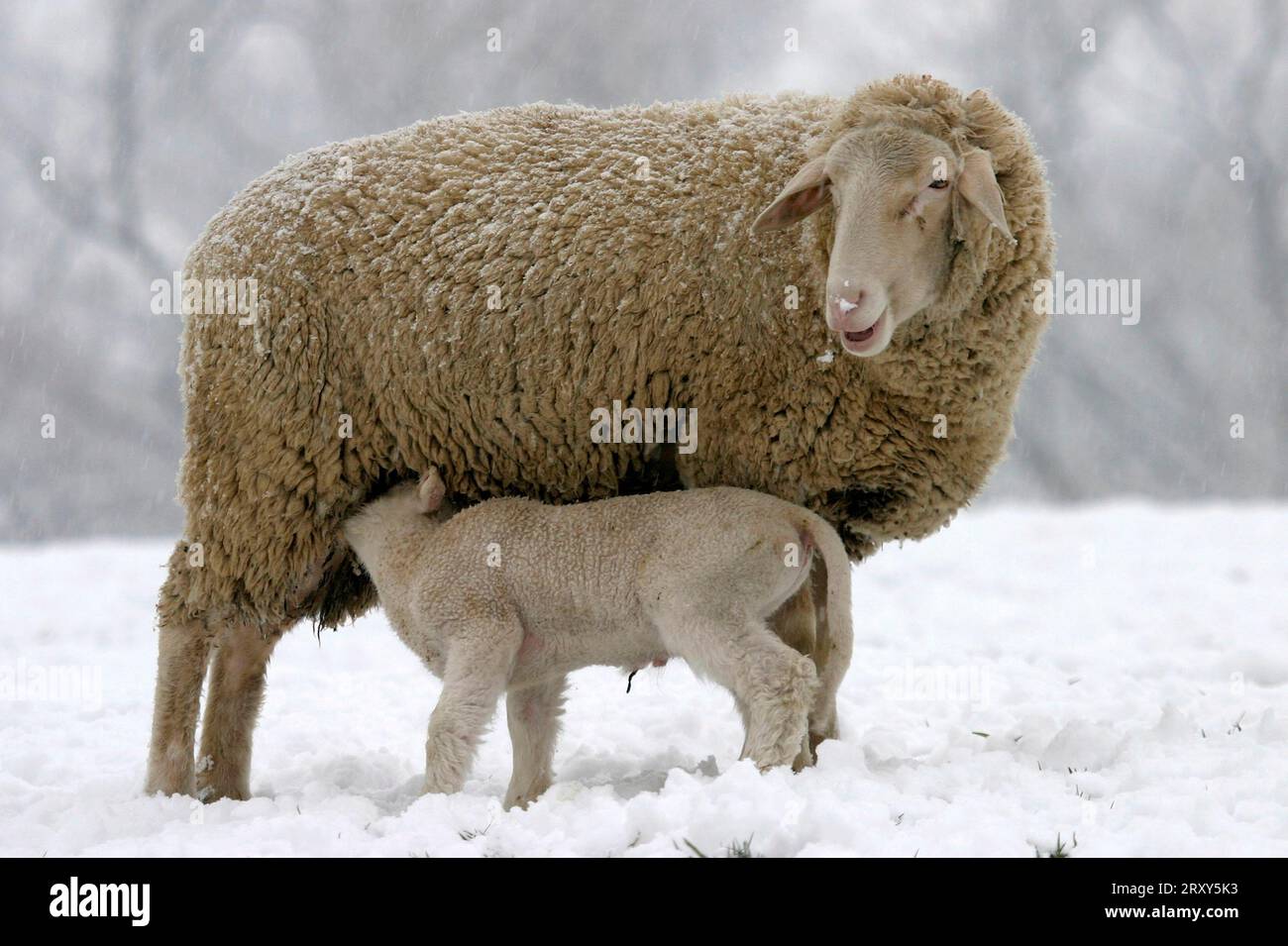Merino Sheep nursing lamb, Merino sheep nursing lamb, sheep, sheep ...