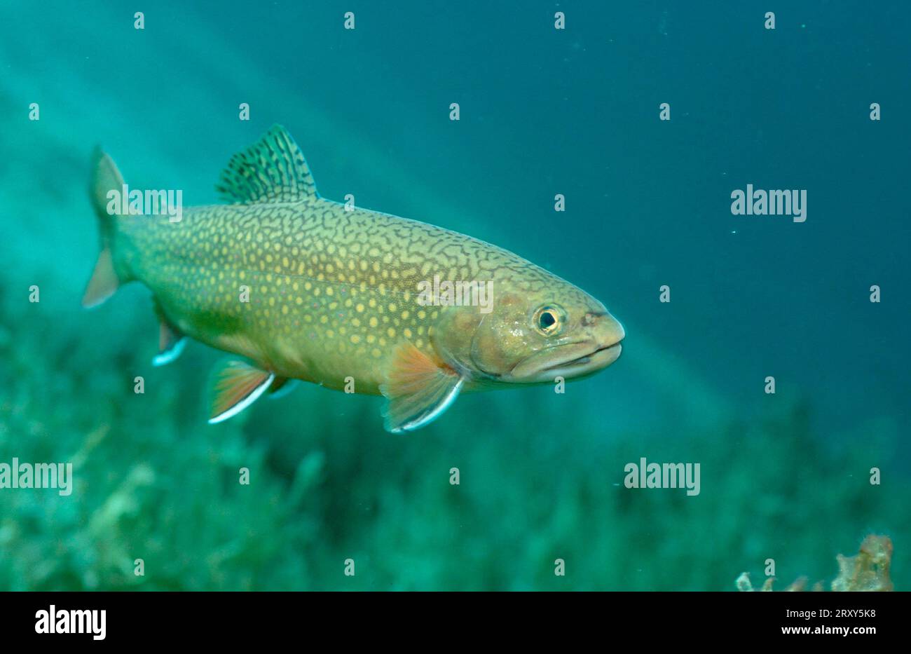 Brook Trout (Salvelinus fontinalis), Bavaria, Germany, freistellbar ...