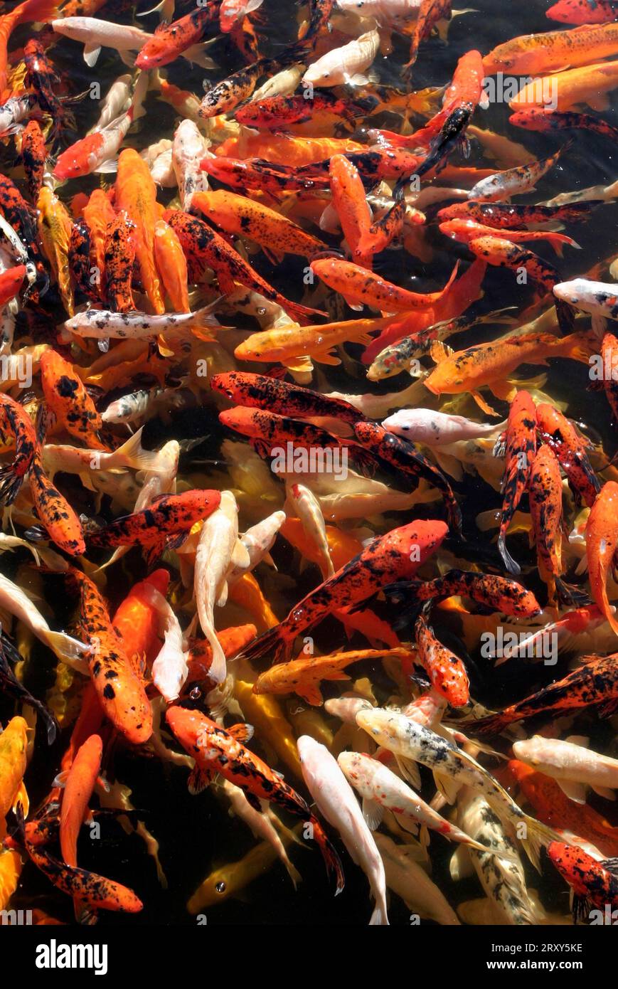 Kois, Loro Parque, Tenerife, Canary Islands, Spain (Cyprinus carpio ...