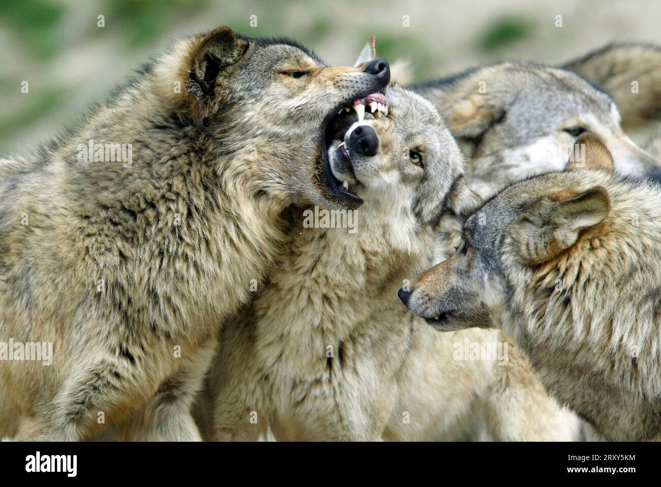 Wolves, pack, social behaviour, Gray wolves (Canis lupus) pack, social ...