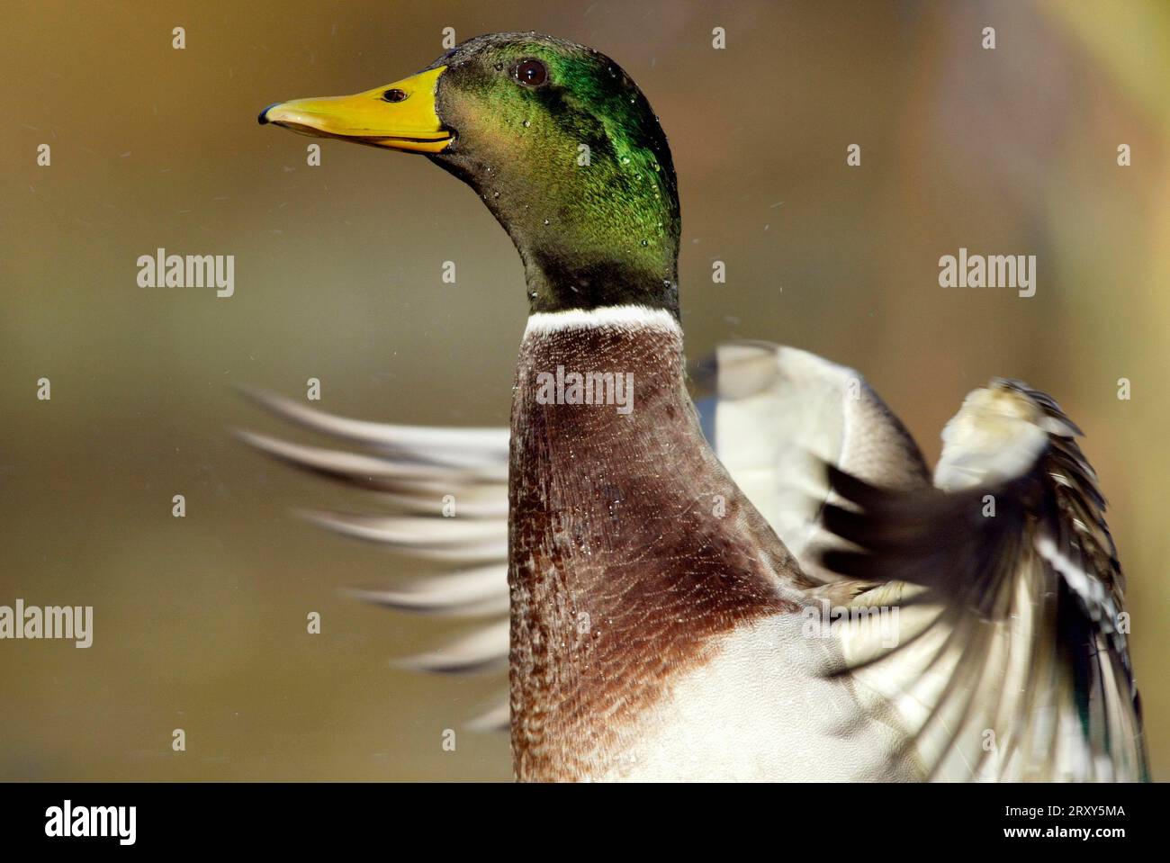 Mallard (Anas platyrhynchos) male, flapping wings, drake Stock Photo ...