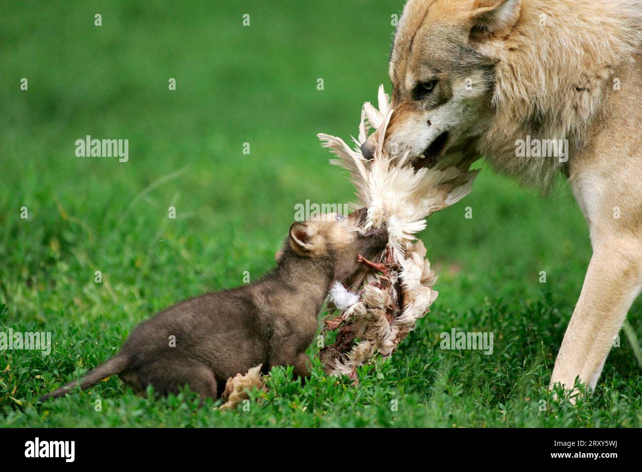 Wolf feeding cub (Canis lupus Stock Photo - Alamy