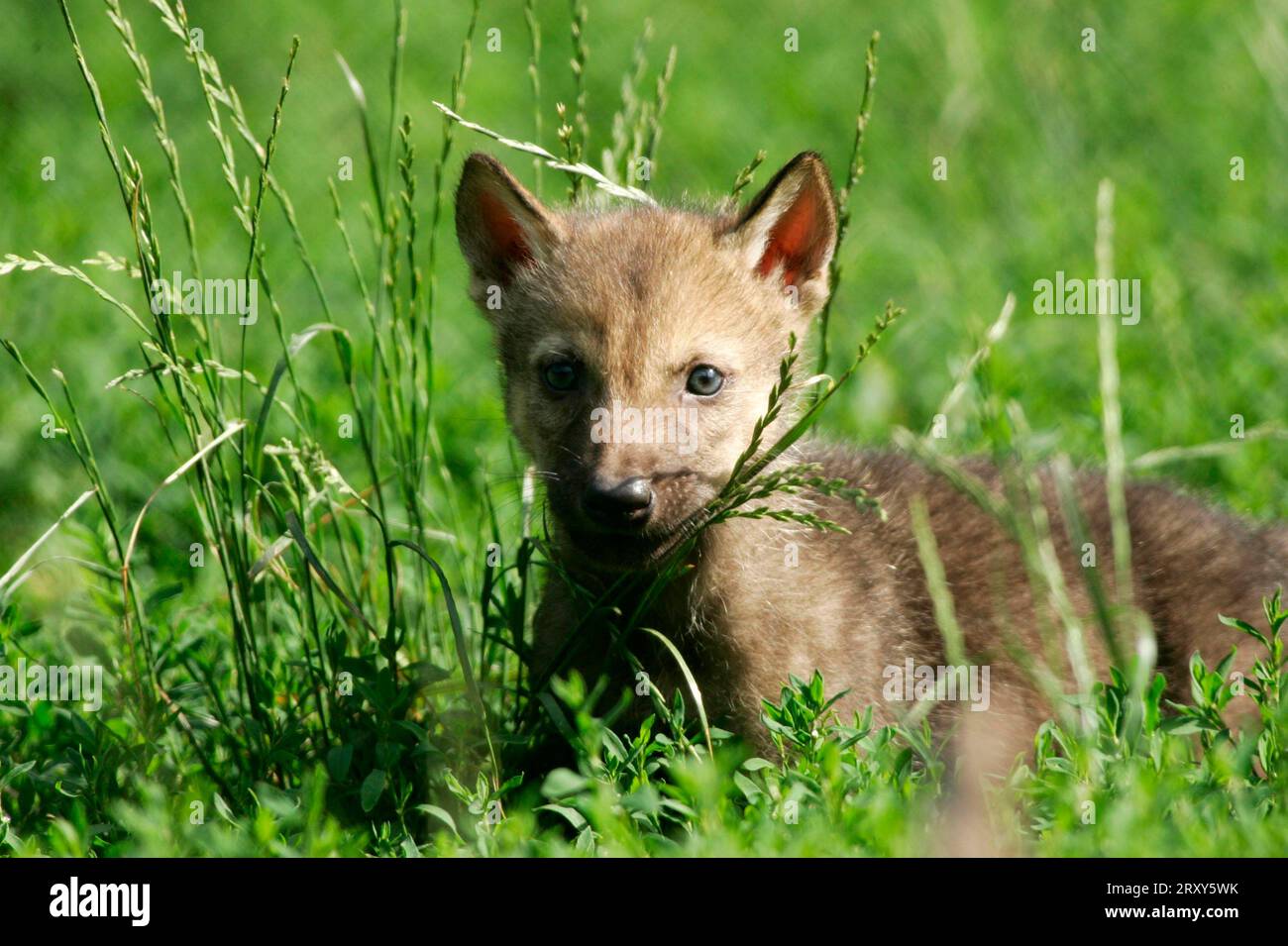 Wolf cub baby hi-res stock photography and images - Alamy