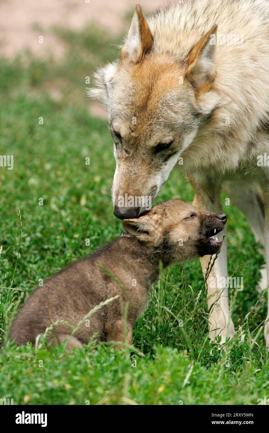 Wolf with cub (Canis lupus Stock Photo - Alamy