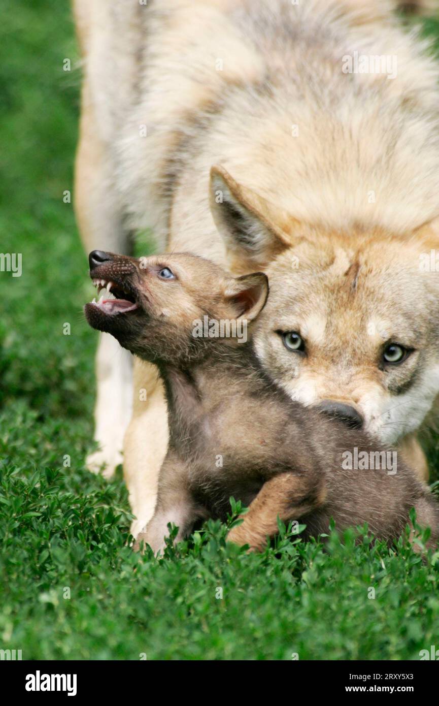Wolf with cub (Canis lupus Stock Photo - Alamy