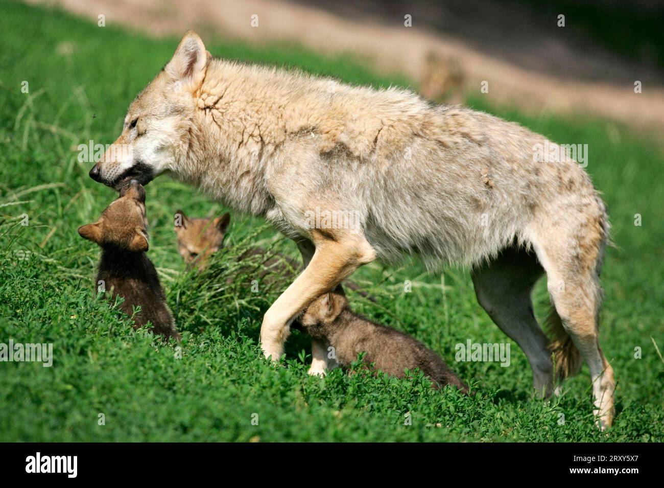 Gray wolf (Canis lupus) with cubs, Gray wolf with young, young Stock Photo - Alamy