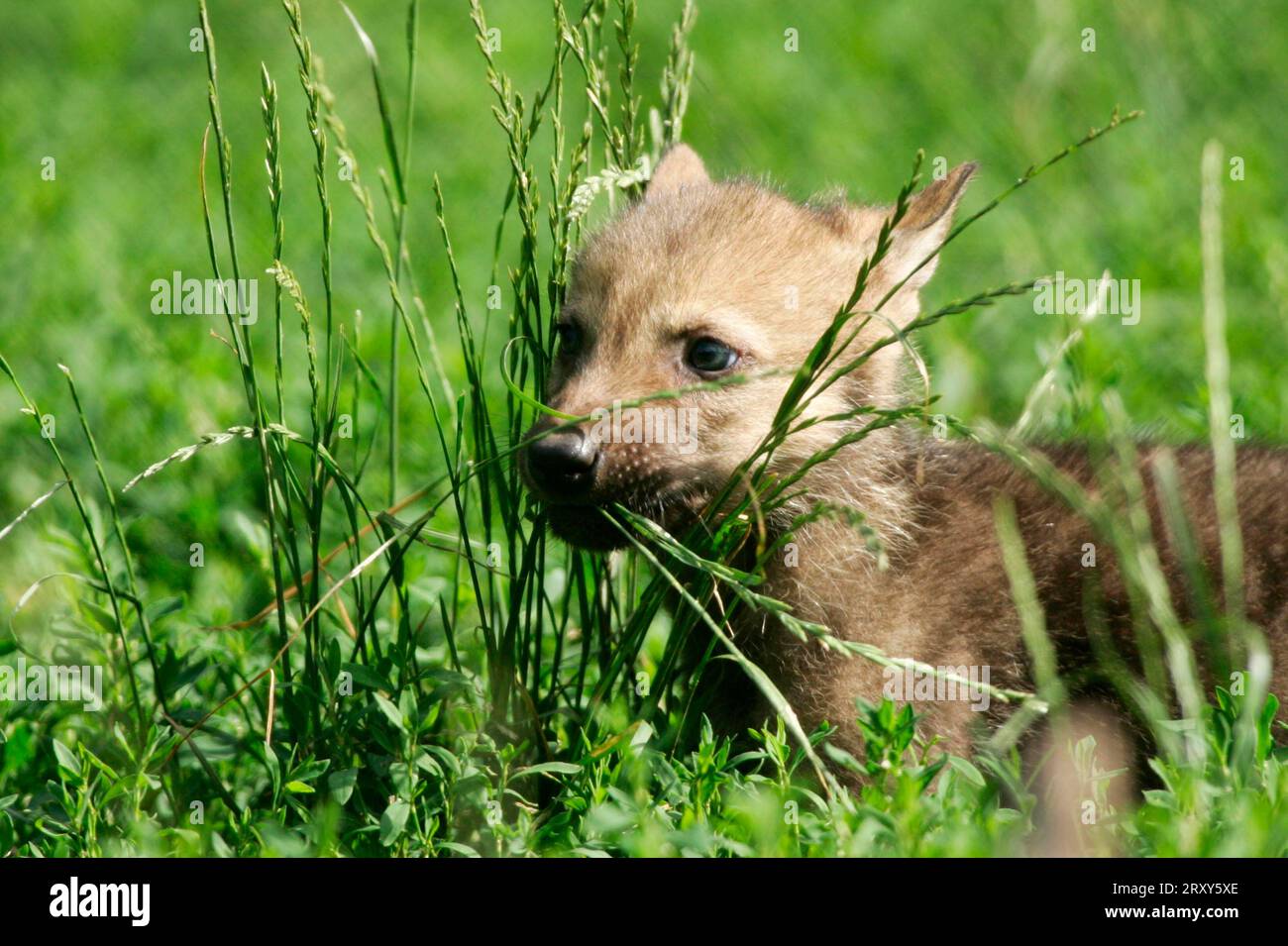 Gray wolf (Canis lupus), young animal Stock Photo - Alamy