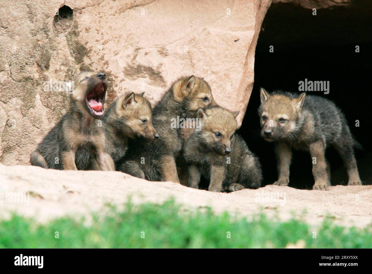 Five wolf cubs hi-res stock photography and images - Alamy