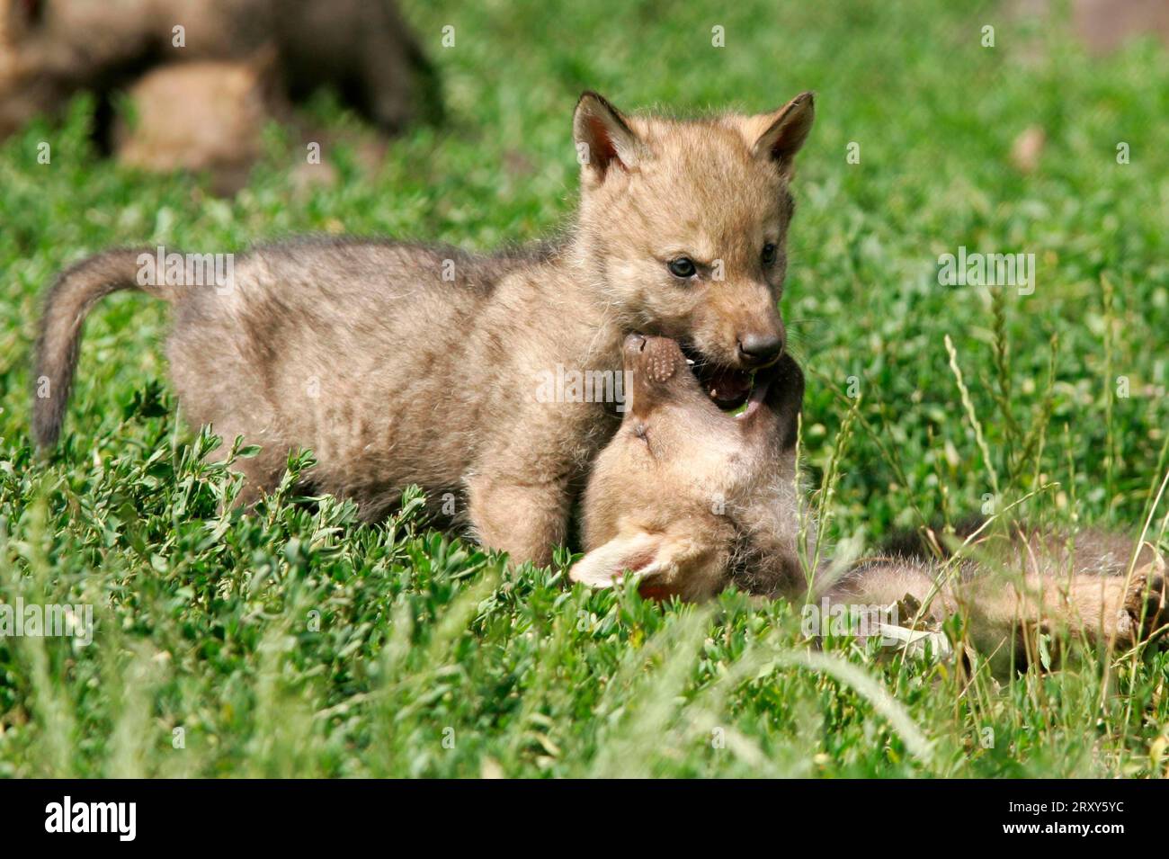 Two wolf cubs hi-res stock photography and images - Alamy