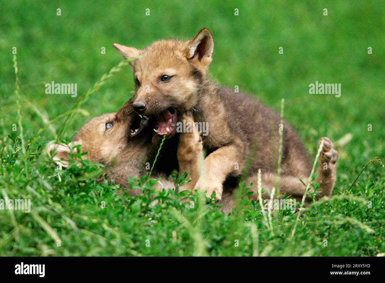Gray wolves (Canis lupus), young animals Stock Photo - Alamy