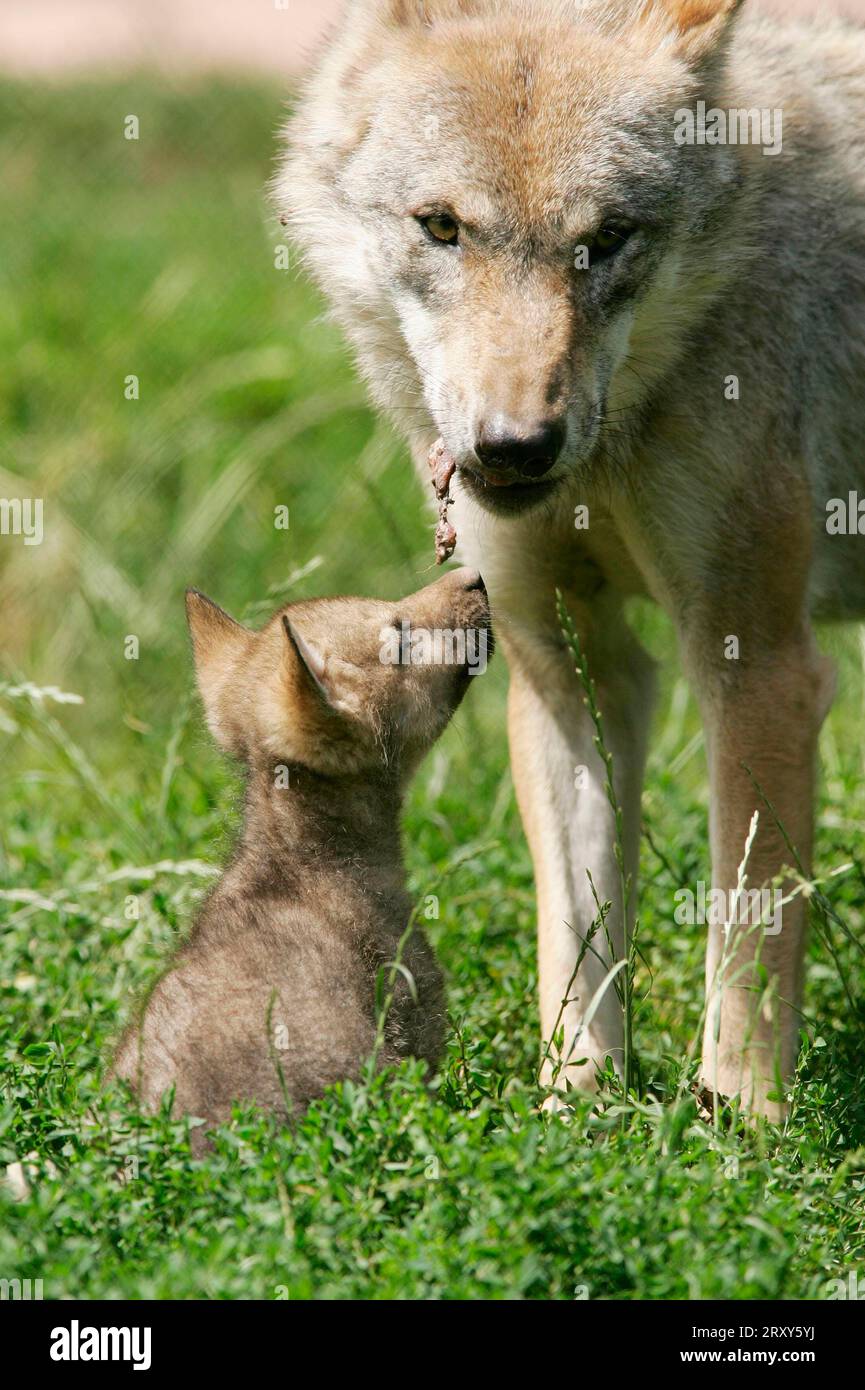 Wolf with cub (Canis lupus Stock Photo - Alamy