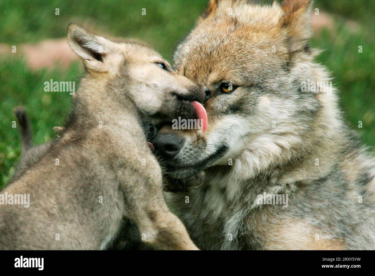 Gray wolf (Canis lupus) with young Stock Photo - Alamy