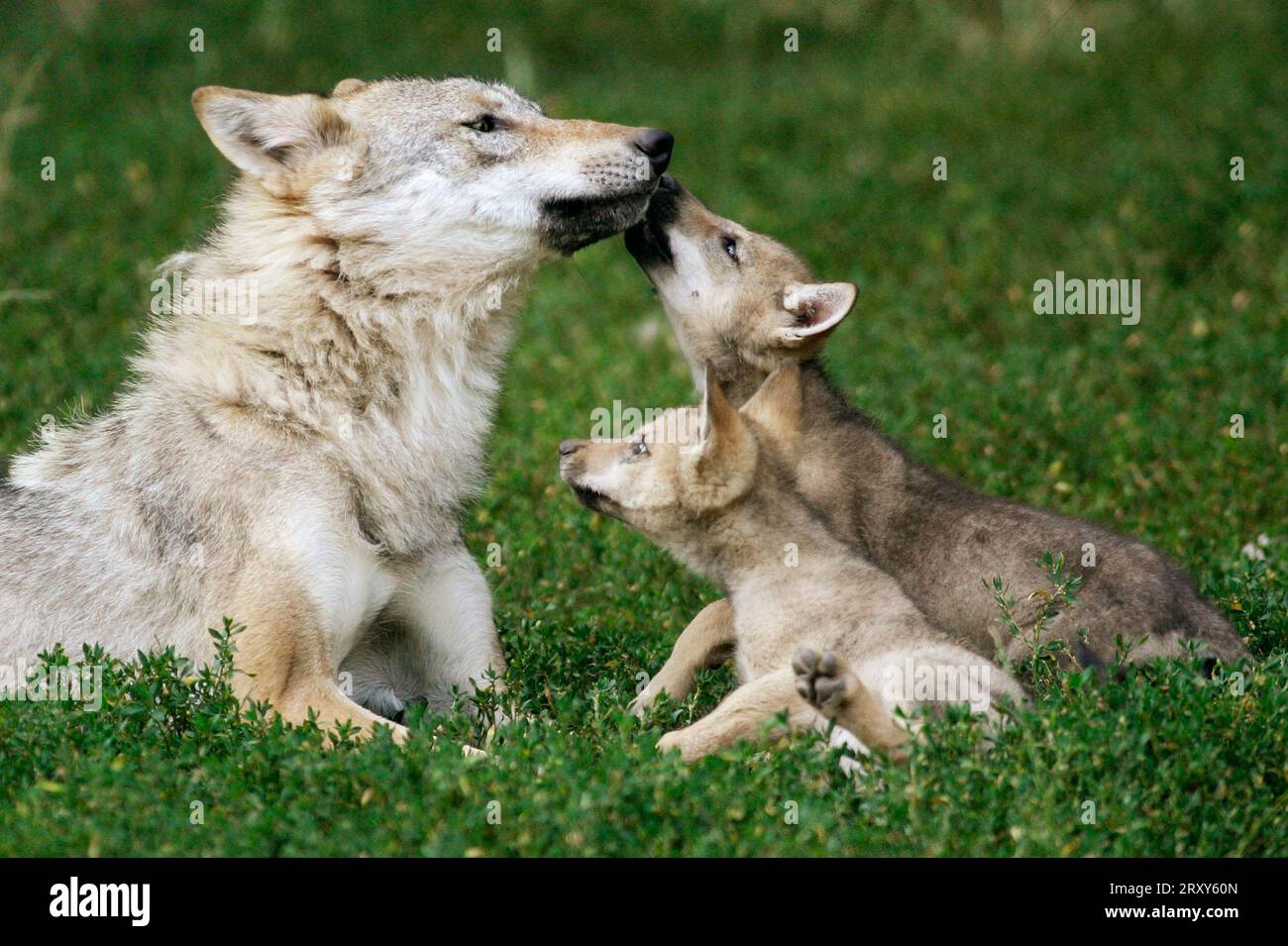 Wolf family photography hi-res stock photography and images - Alamy