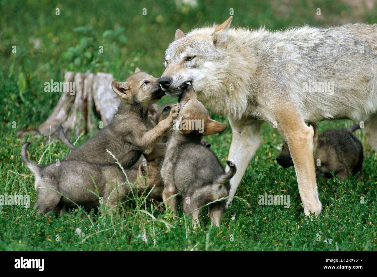 Gray wolf (Canis lupus) with cubs, Gray wolf with young, young Stock Photo - Alamy