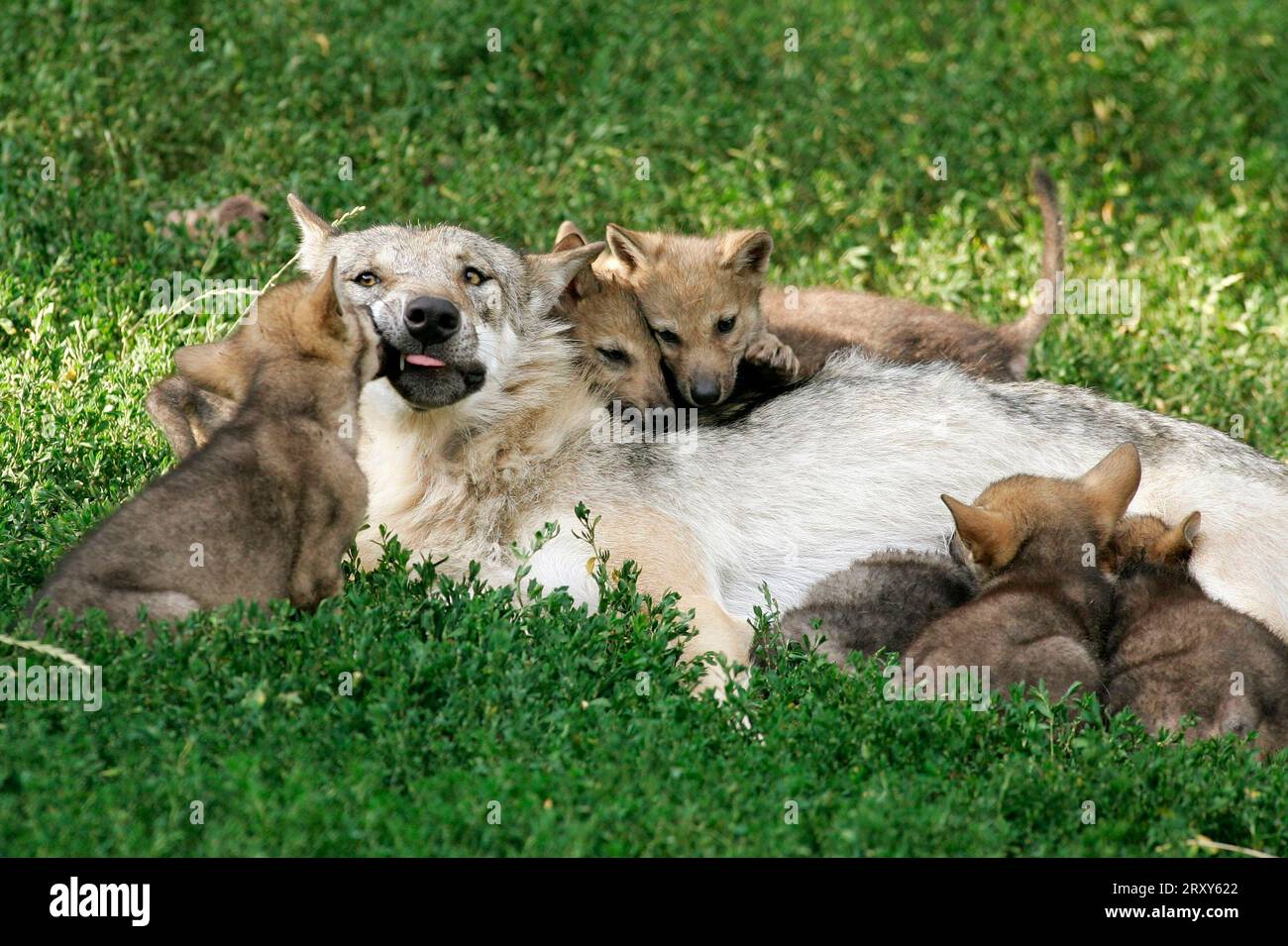 Gray wolf (Canis lupus) with cubs, Gray wolf with young, young Stock Photo - Alamy