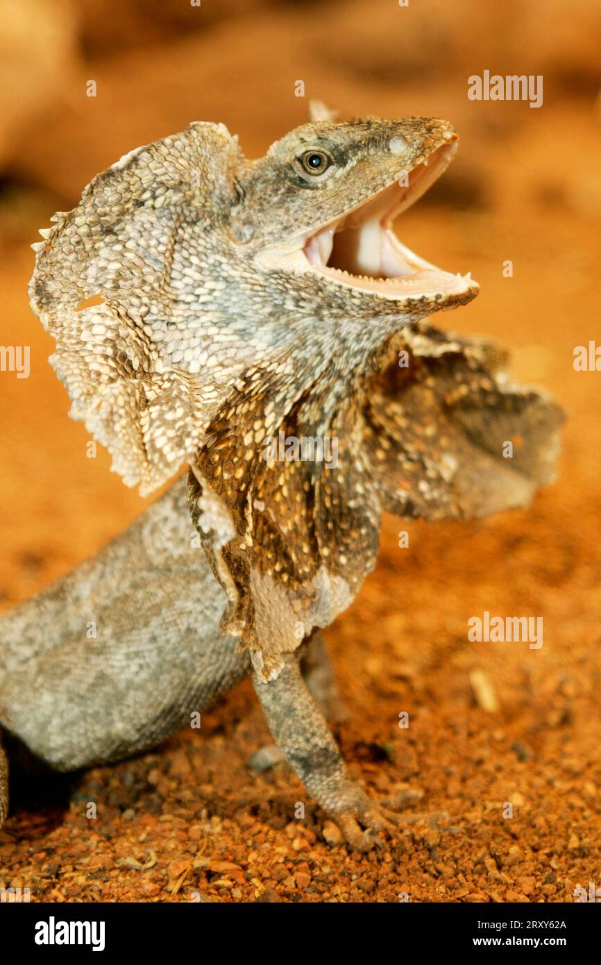 Frill-necked lizard (Chlamydosaurus kingii), threatening gesture Stock ...
