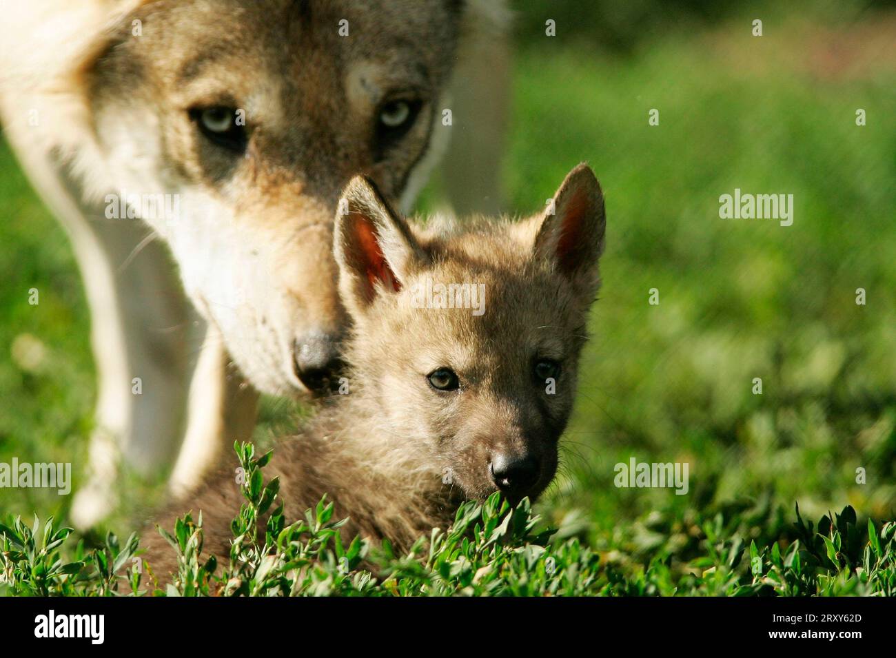 Wolf with cub (Canis lupus Stock Photo - Alamy