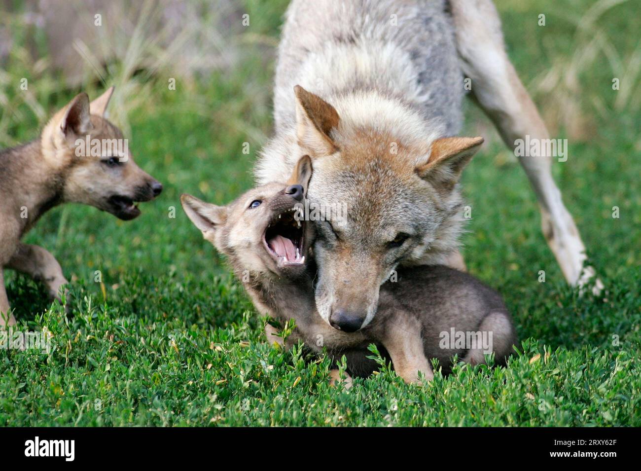 Gray wolf (Canis lupus) with cubs, Gray wolf with young, young Stock Photo - Alamy