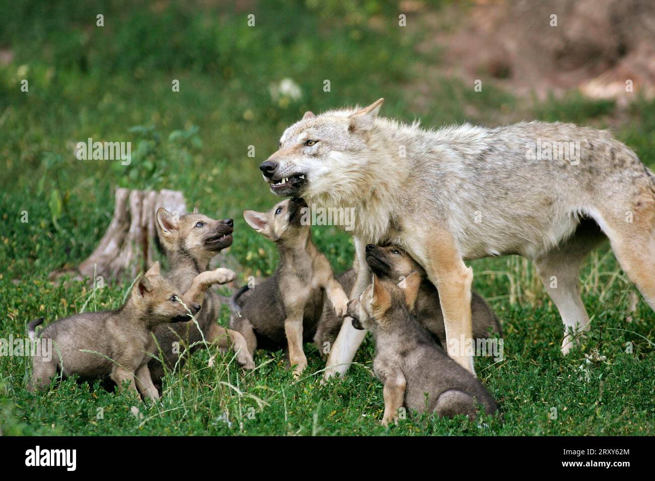 Wolf with cubs (Canis lupus), cub Stock Photo - Alamy