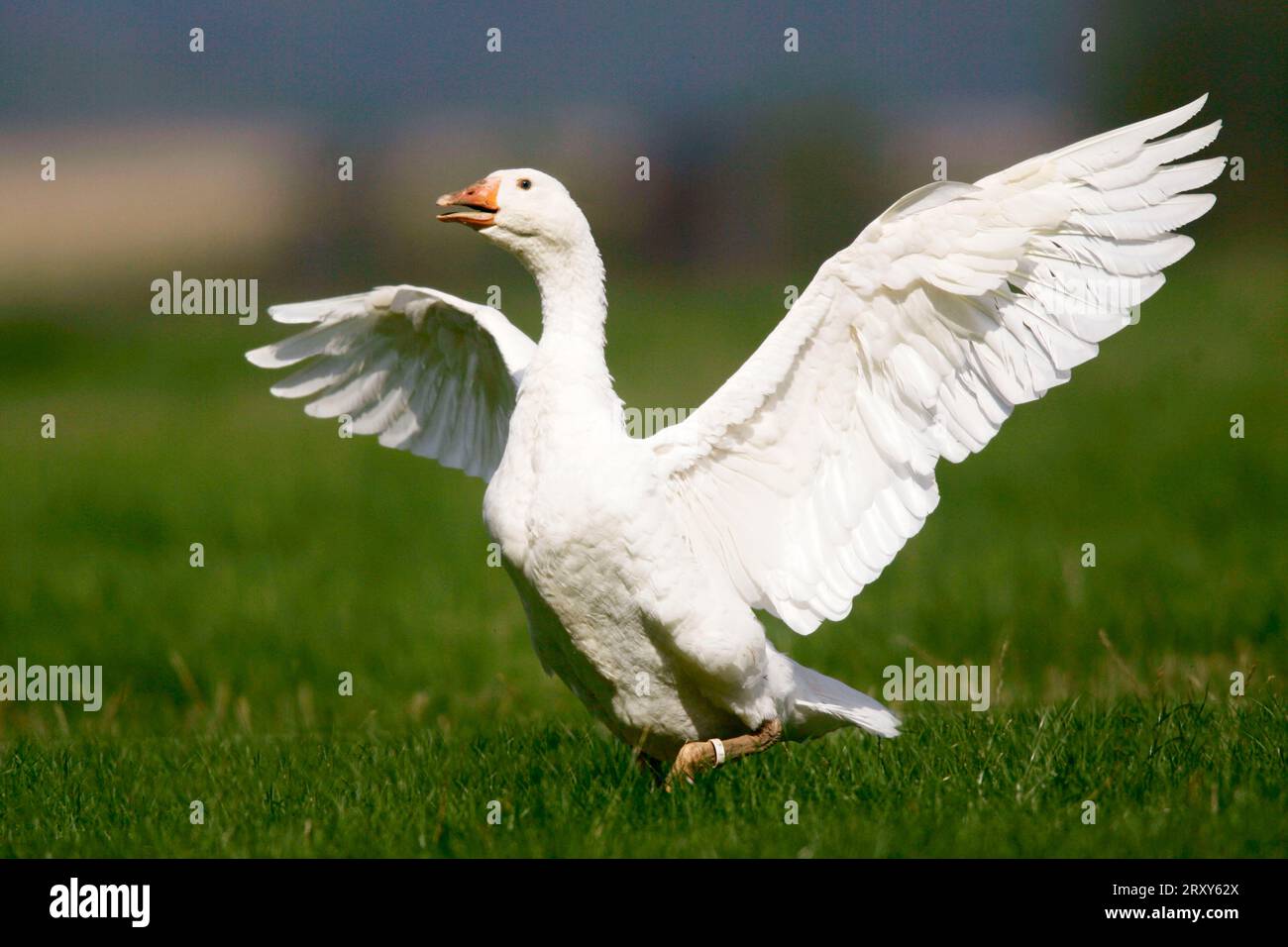 Domestic goose flapping its wings Stock Photo - Alamy