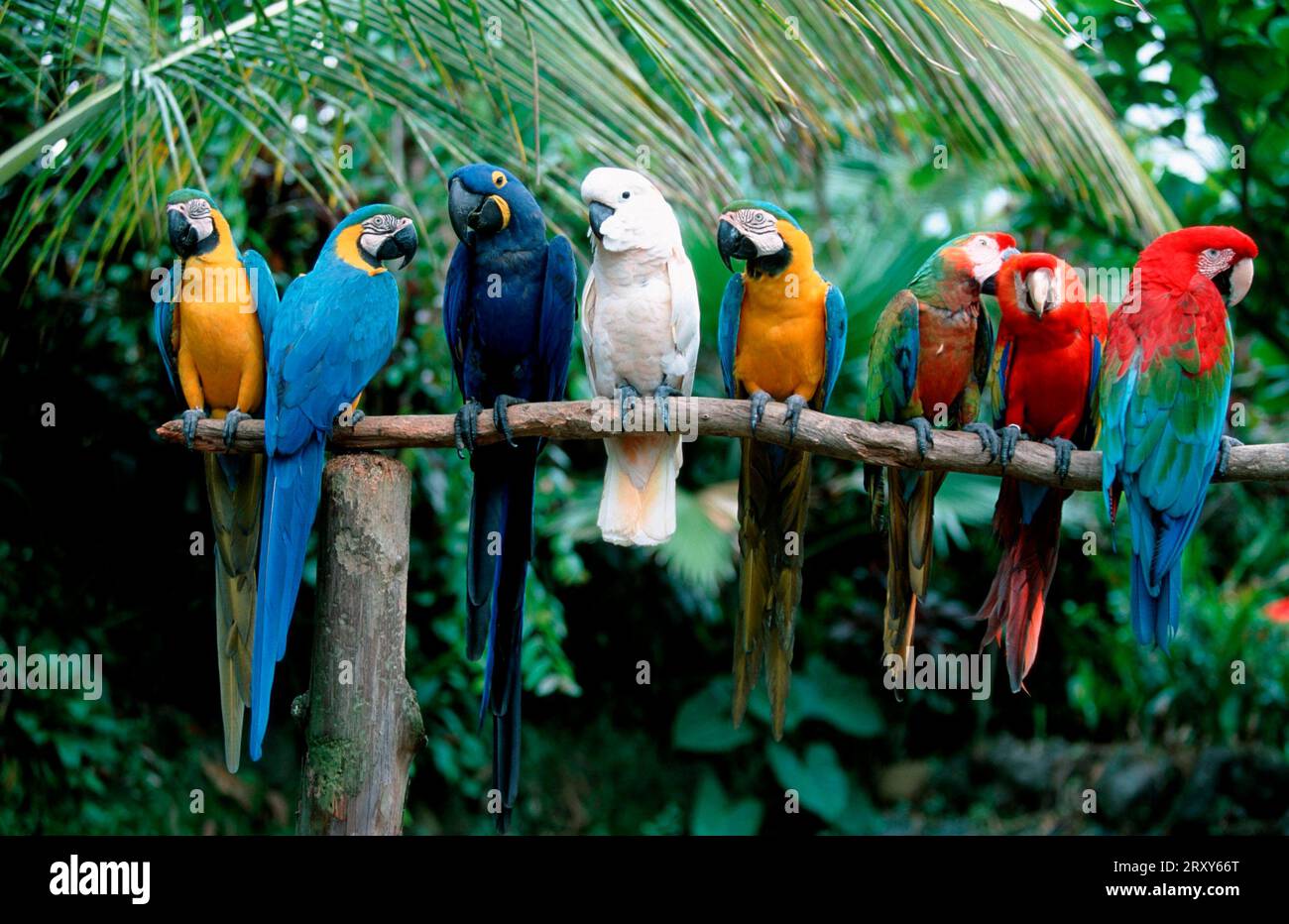 Blue-and-Yellow Macaw (Ara ararauna), Green-winged Macaw (Ara ...