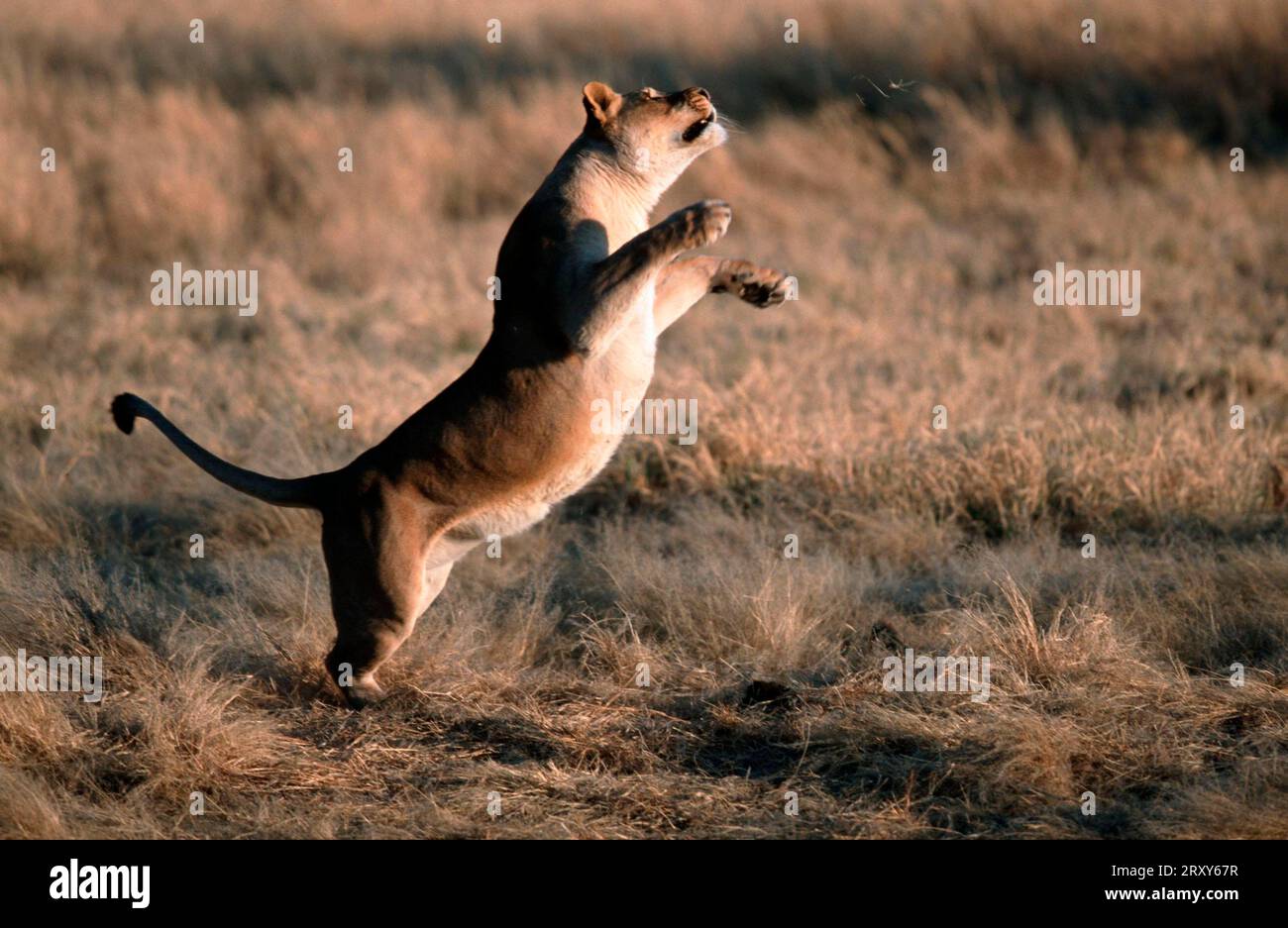 Lioness (Panthera leo) Namibia, Loewin, Namibia, Loewe, Loewin Stock ...